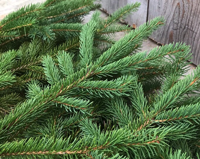 10 Pack 8 White Spruce Boughs Natural Real Tree Branches Tips Christmas ...