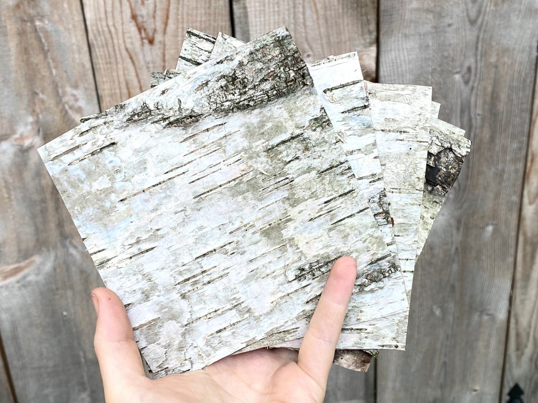 5 Pack Birch Bark Sheets - 5 Inch Wild Raw Real White Paper Birch ...