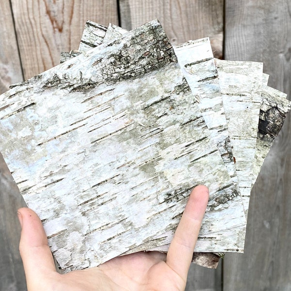 Birch Bark Sheets - Etsy