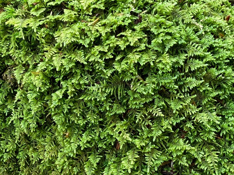 Live Hypnum Imponens Moss - Beautiful Brocade Carpet Sheet Peridot ...