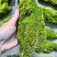Live Moss - Etsy