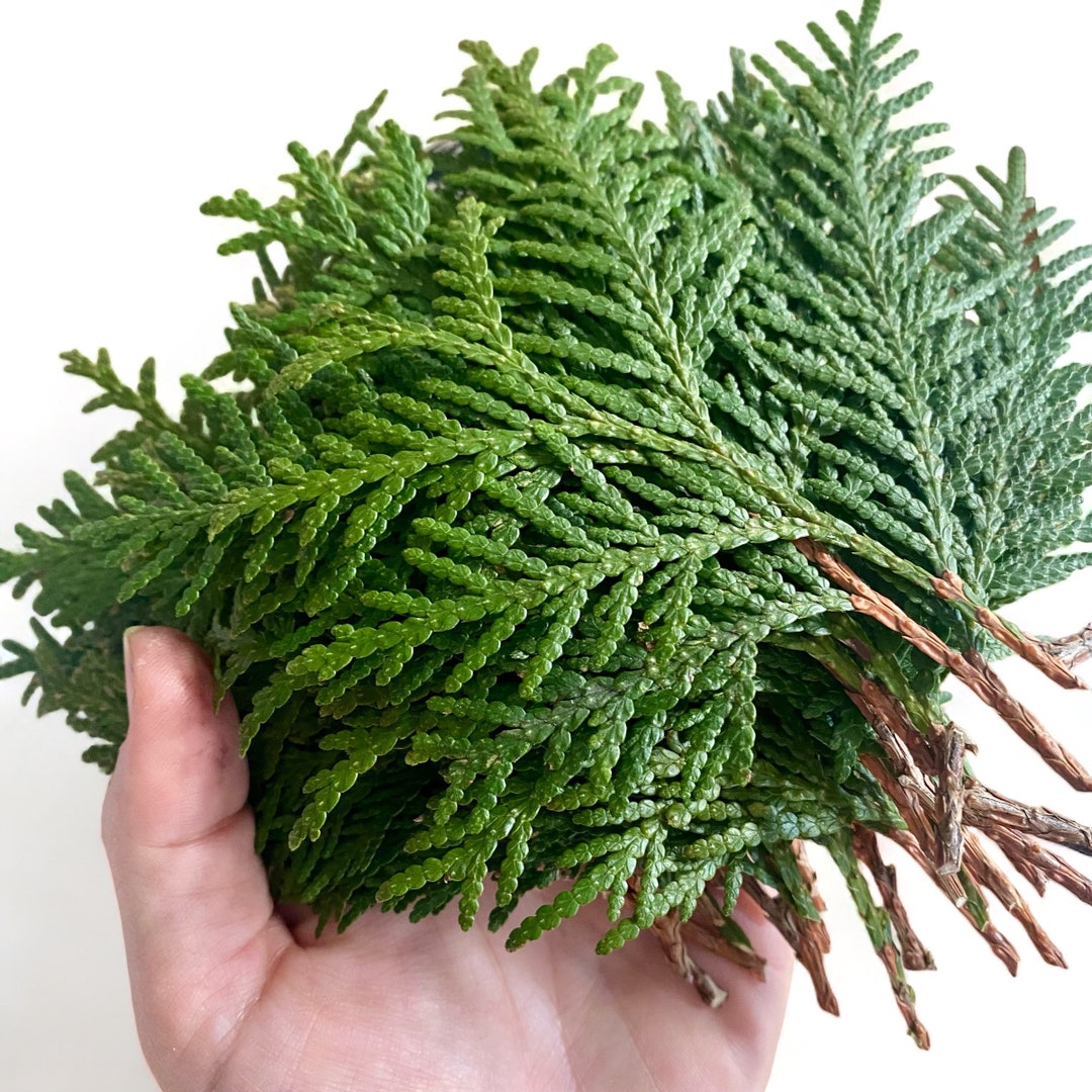 Fresh Thuja Cedar Tips - Real Medicinal Tea Herb Herbal Greenery ...