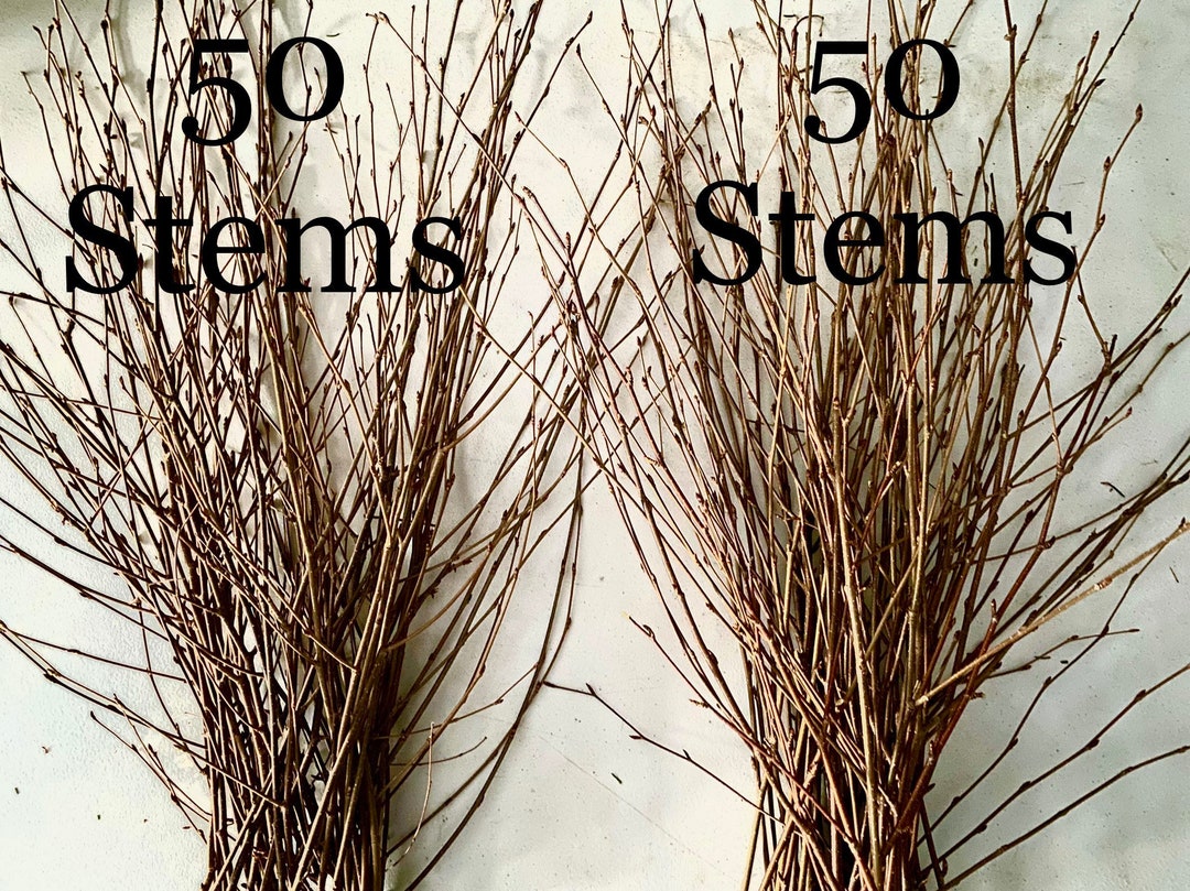 BULK Fresh Birch Stems 30 Inch Real Cuttings Twigs Sticks Winter Spring ...
