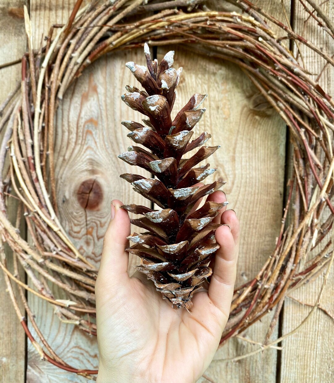 Jumbo White Tip Pinecones Trees Natural Eastern White Pine Tips Holiday ...