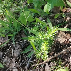 Fir Tree Sapling - Etsy