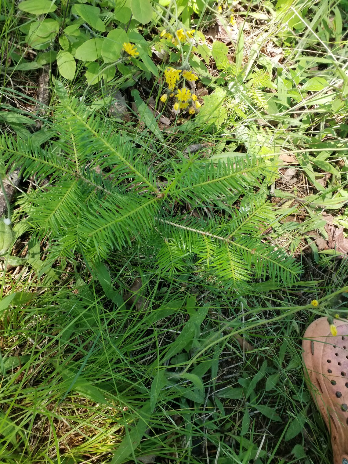 Fir Tree Sapling - Etsy