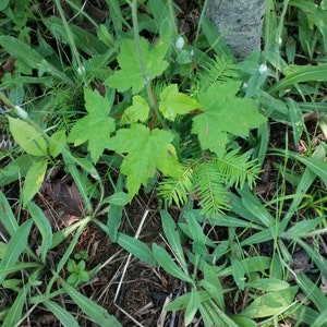 Fir Tree Sapling - Etsy