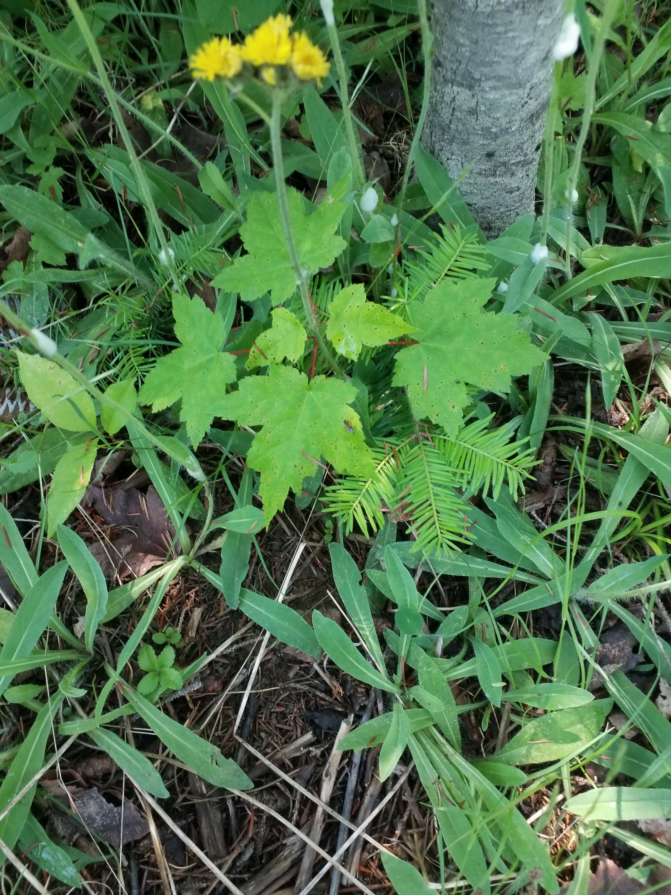 Fir Tree Sapling - Etsy