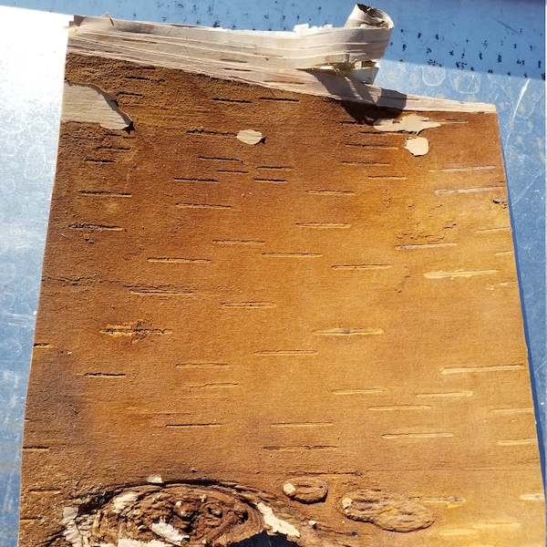 Birch Bark Strips - Etsy