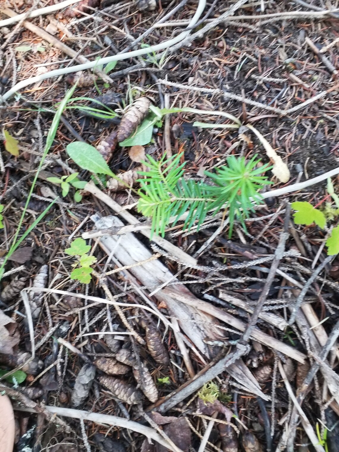 Fir Tree Sapling - Etsy