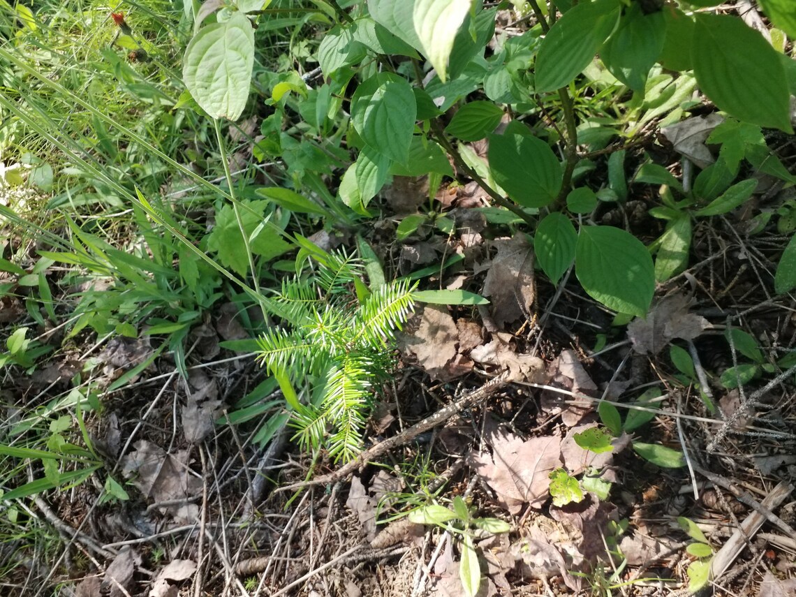 Fir Tree Sapling - Etsy