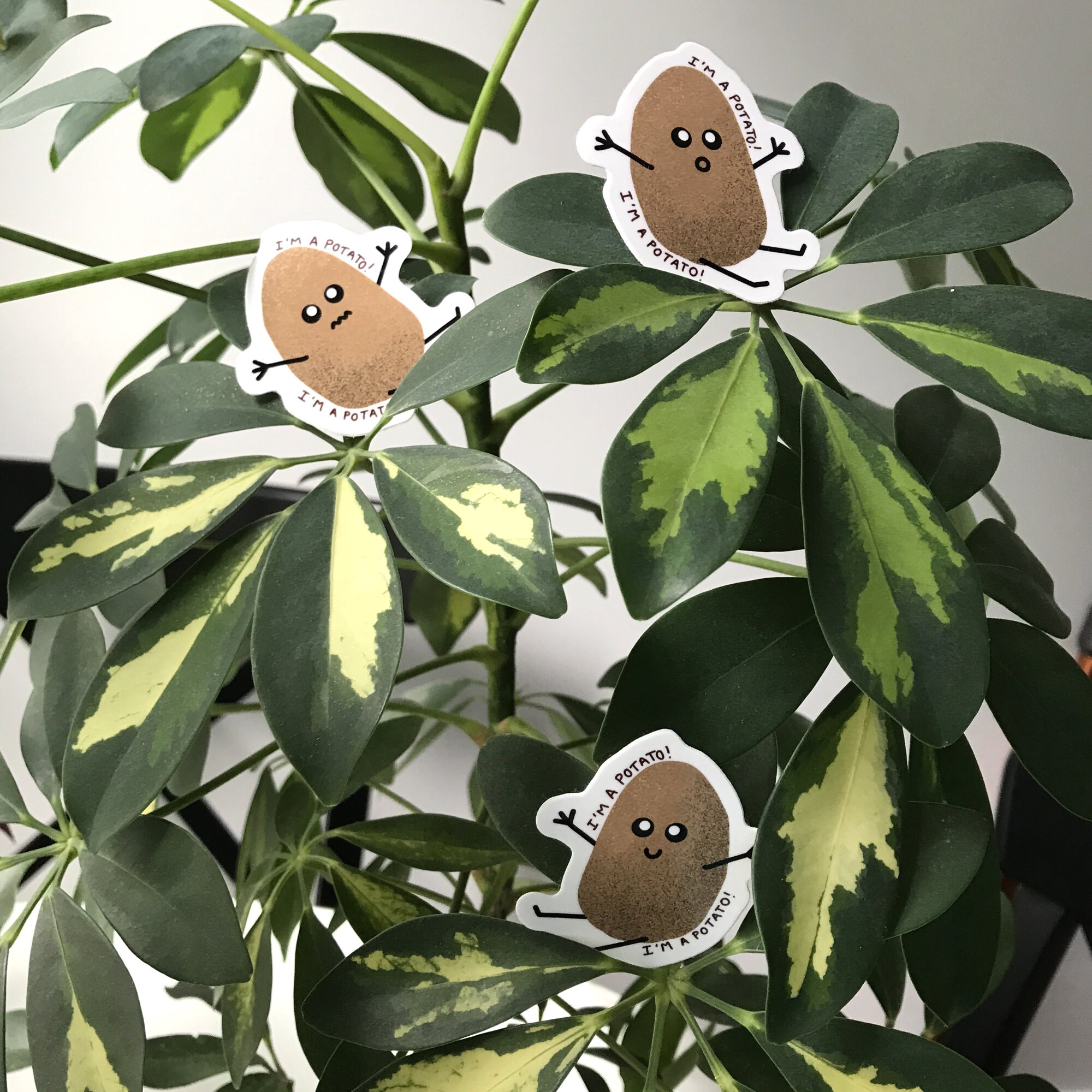I'm a Potato Sticker Set 2 X 2 Inches Set of 3 Stickers - Etsy