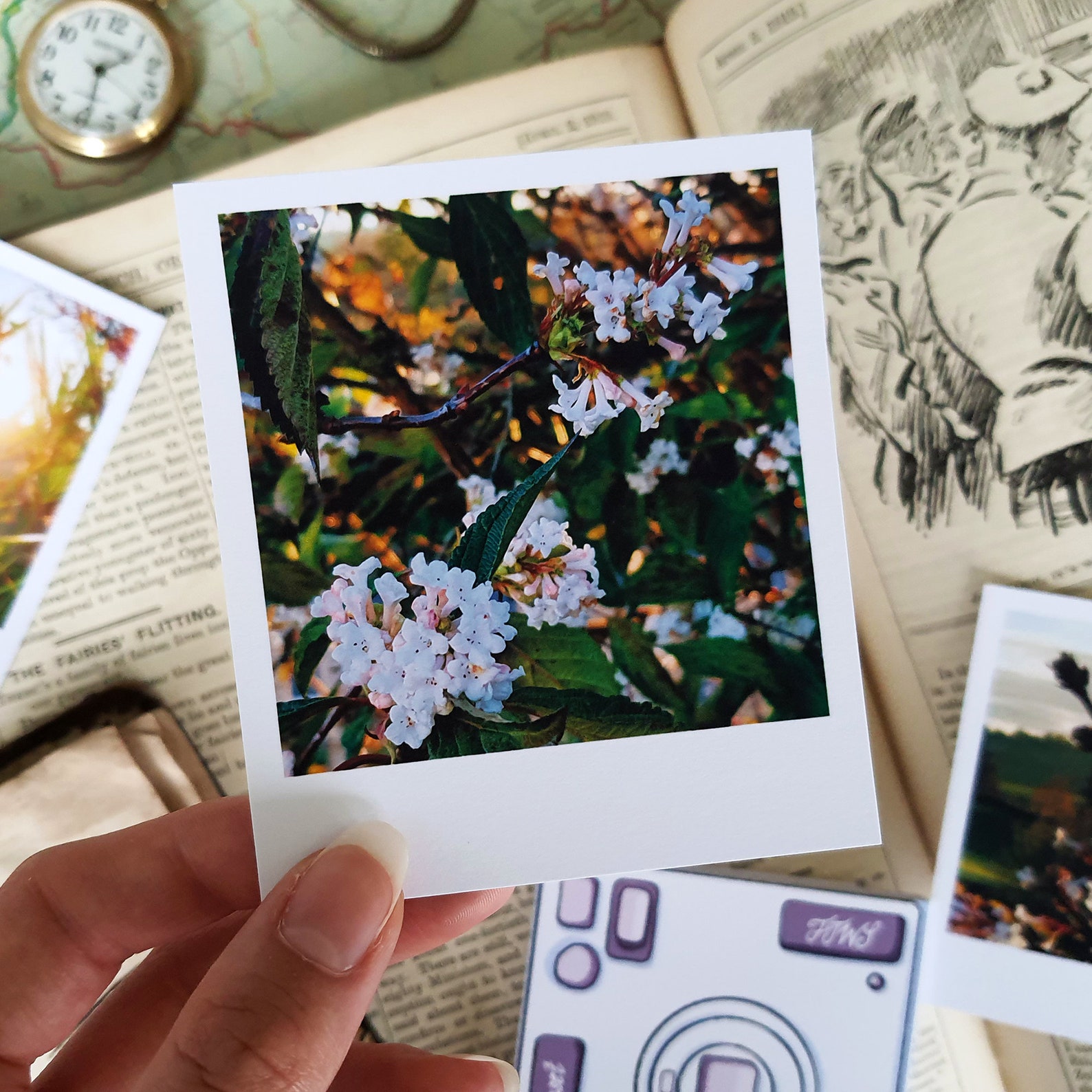 Polaroid Photos | ‘A Winter Sunset’ | Nature-themed: Flowers, Leaves ...
