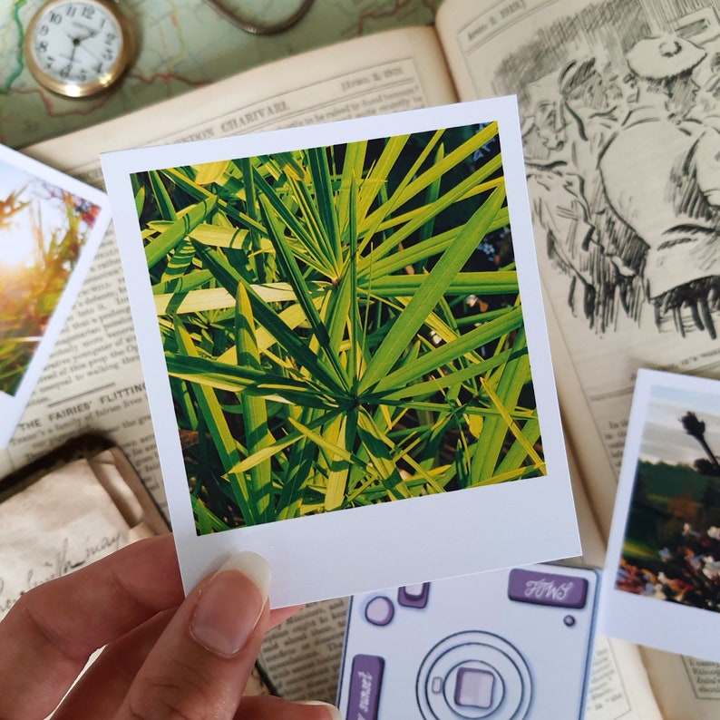 Polaroid Photos | ‘A Winter Sunset’ | Nature-themed: Flowers, Leaves ...