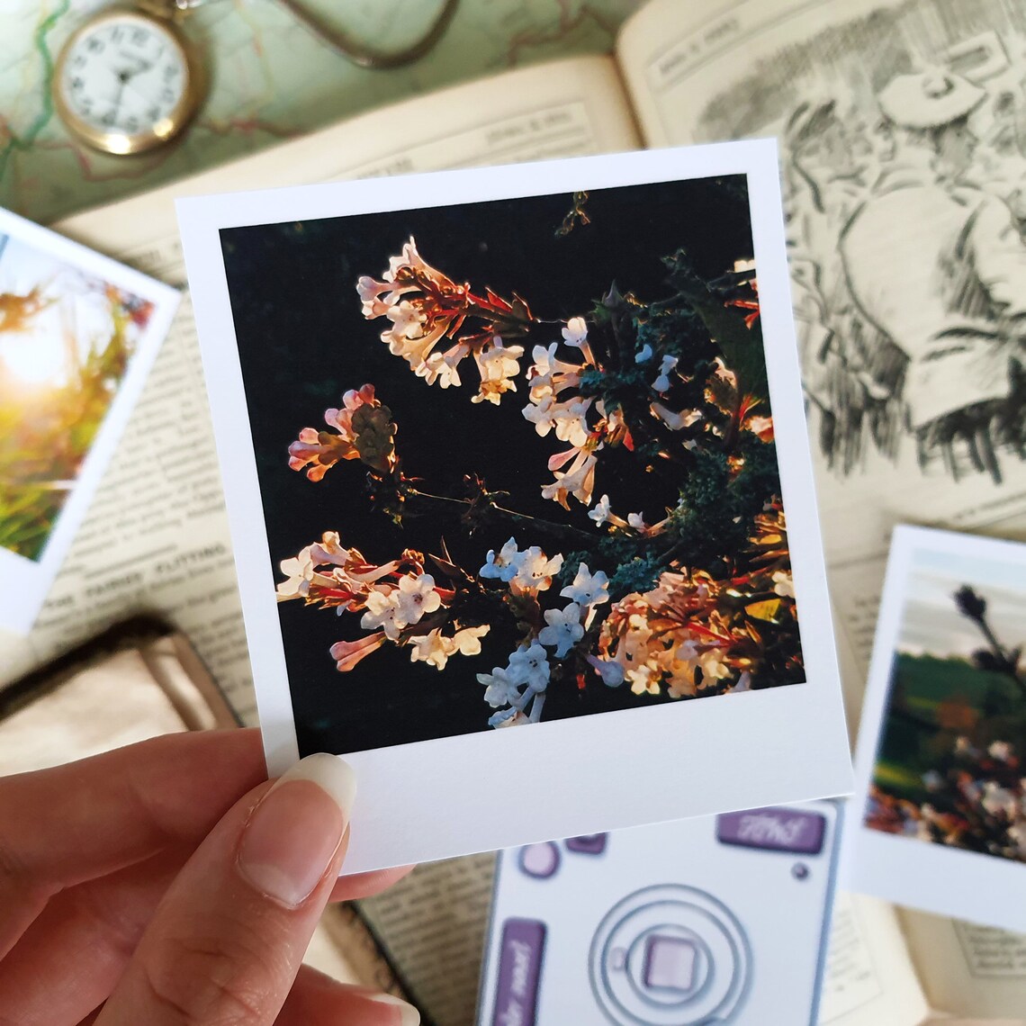 Polaroid Photos | ‘A Winter Sunset’ | Nature-themed: Flowers, Leaves ...