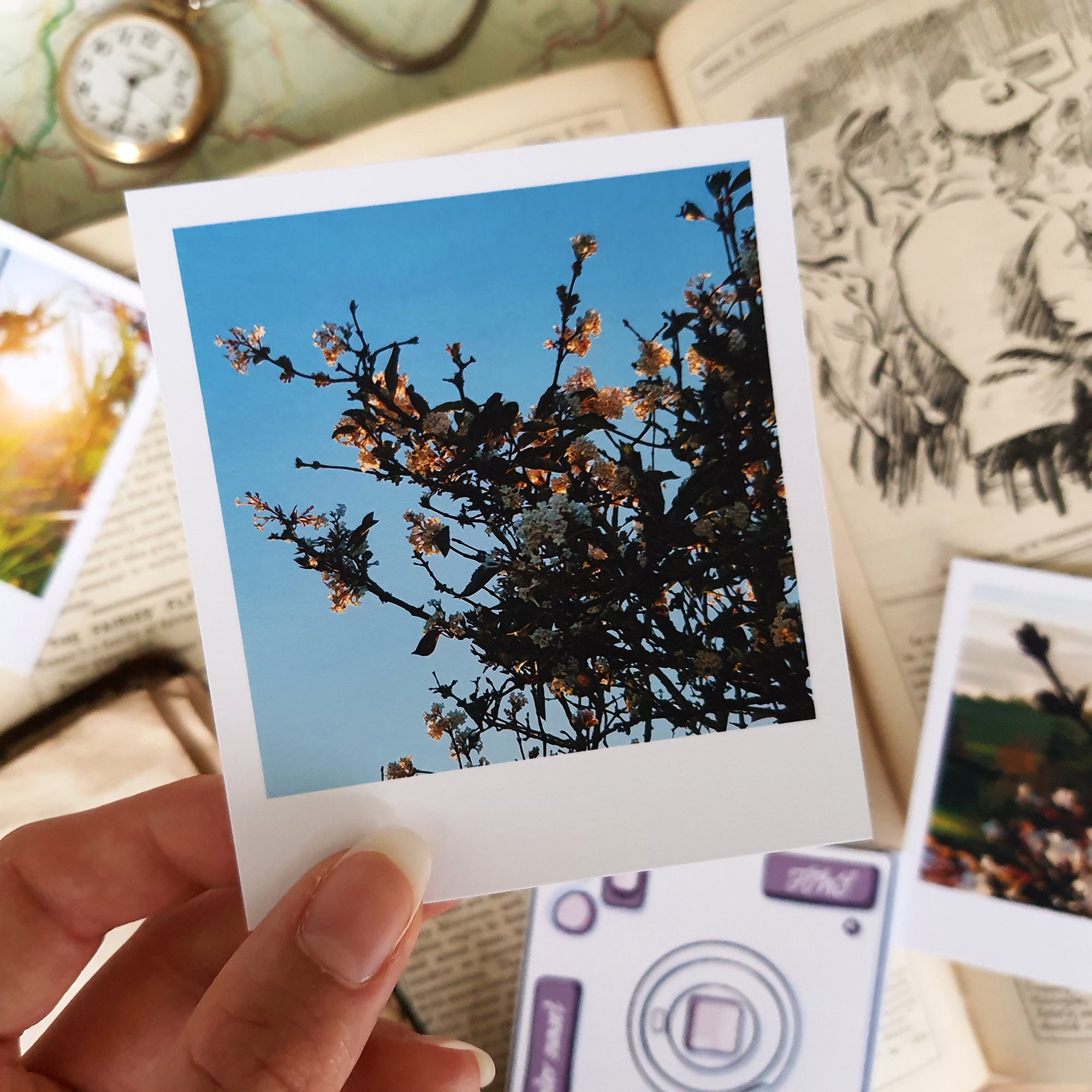 Polaroid Photos | ‘A Winter Sunset’ | Nature-themed: Flowers, Leaves ...