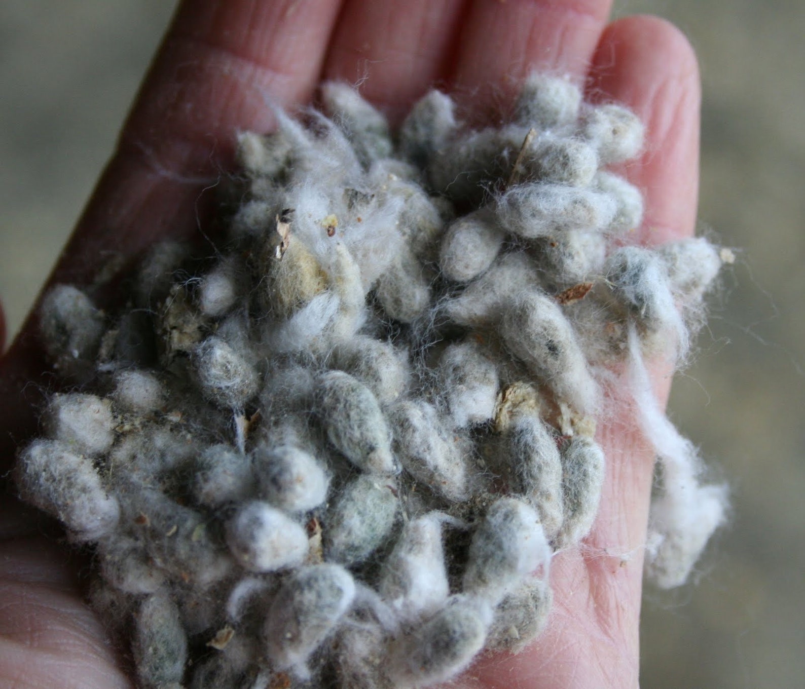 Cotton Seeds Organic Non Gmo Etsy