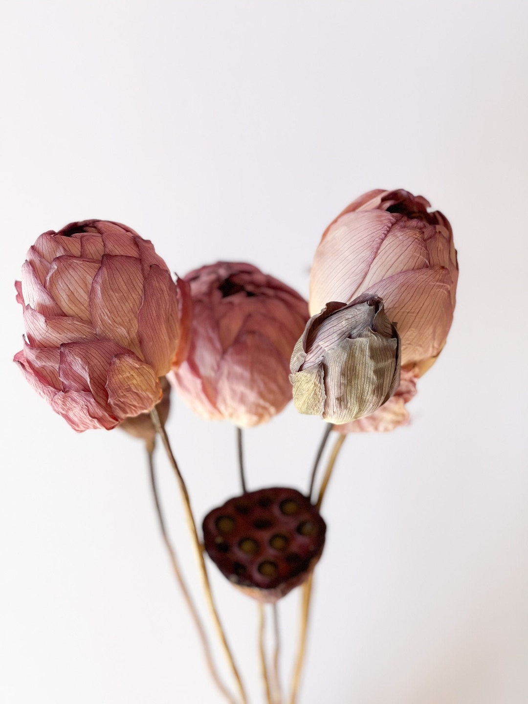 Vivid Dried Lotus, Dried Flowers, Flower Arrangement, Dried Florals ...