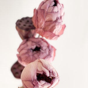 Vivid Dried Lotus, Dried Flowers, Flower Arrangement, Dried Florals ...