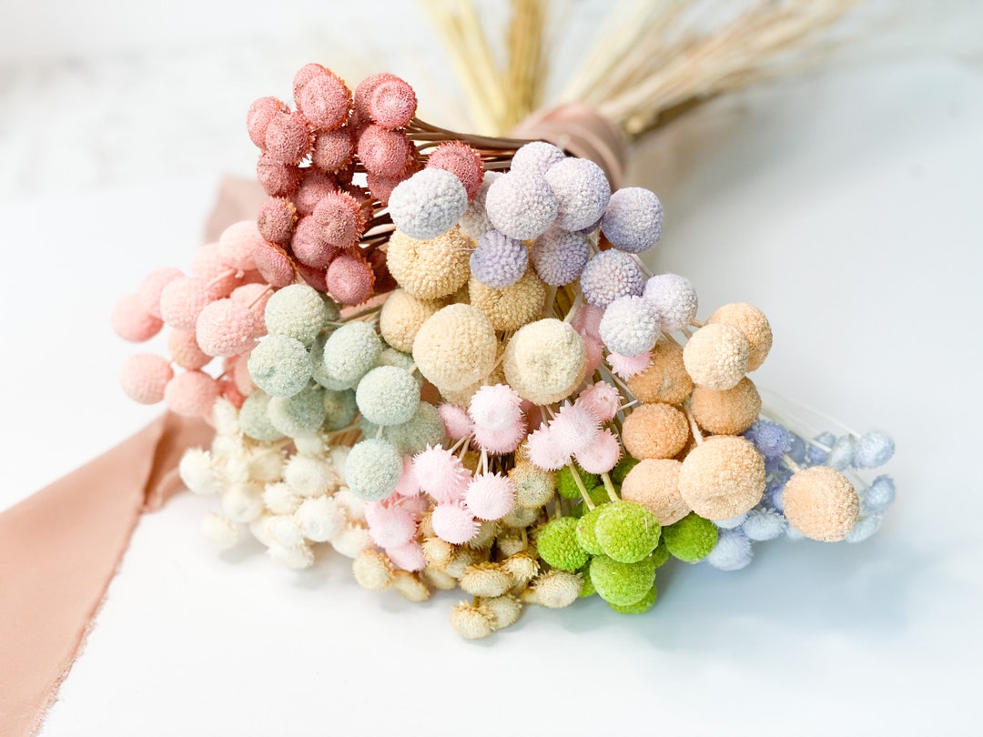 Craspedia Dried Flowers Flower Arrangement Dried Florals - Etsy Singapore