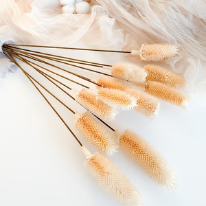 Preserved Dried Teasels, Dried Flowers, Dried Florals, Dried Bouquet ...