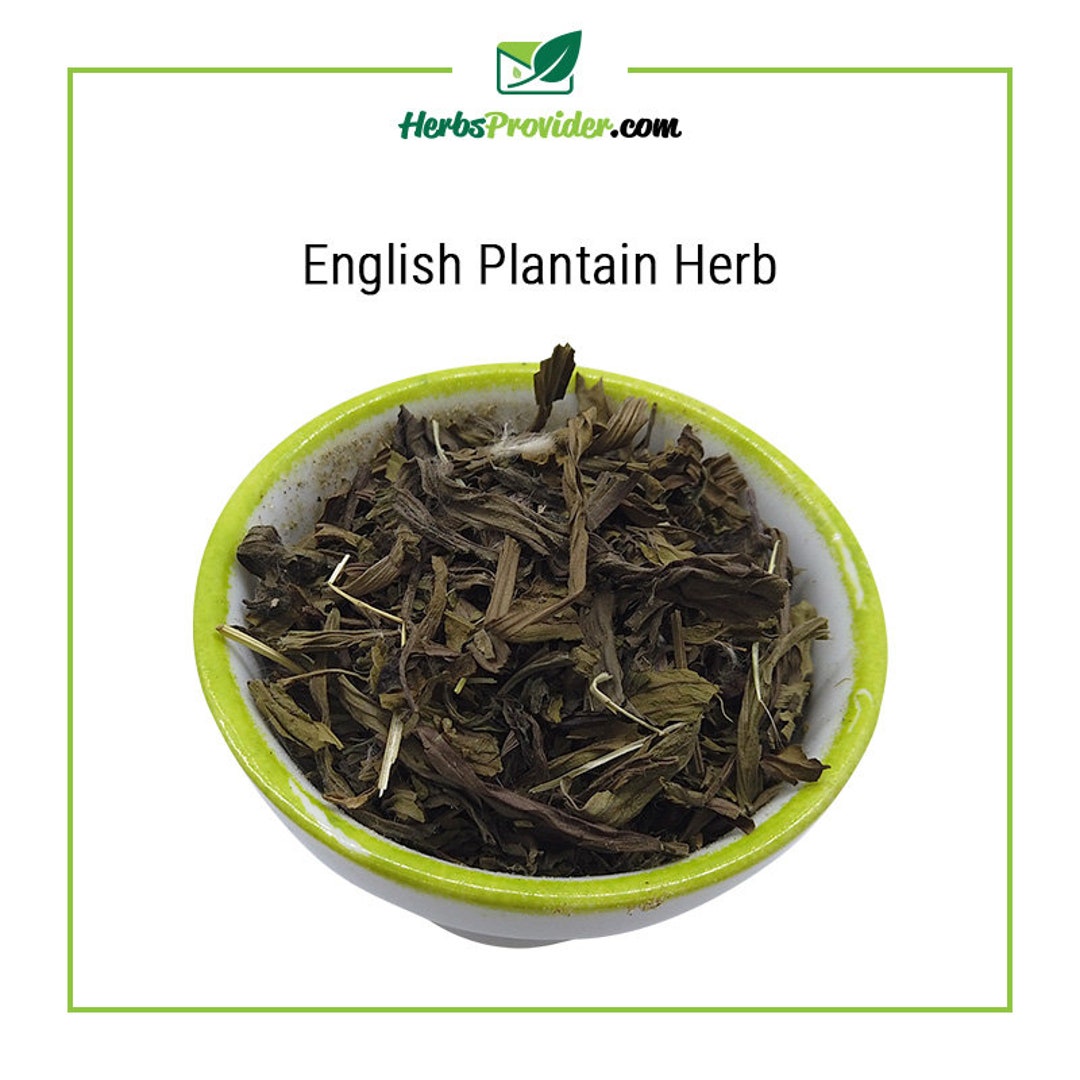 ENGLISH PLANTAIN Herb 1lb454g Bulk Organic Herbs - Etsy