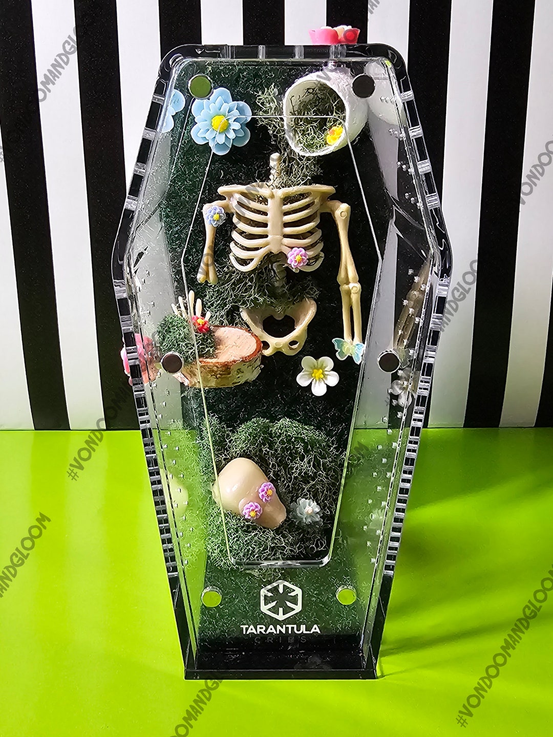 Jumping Spider Coffin Magnetic Enclosure / Terrarium, Skeleton Forest ...