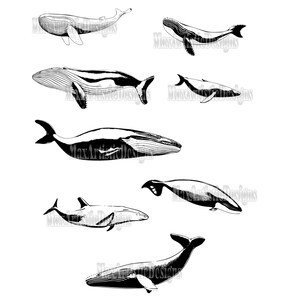 30+ Ocean Whales Cnc Clipart Vectors Dxf Svg Eps Blue Whale, Orca ...