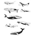 30 Ocean Whales Cnc Clipart Vectors Dxf Svg Eps Blue Whale - Etsy