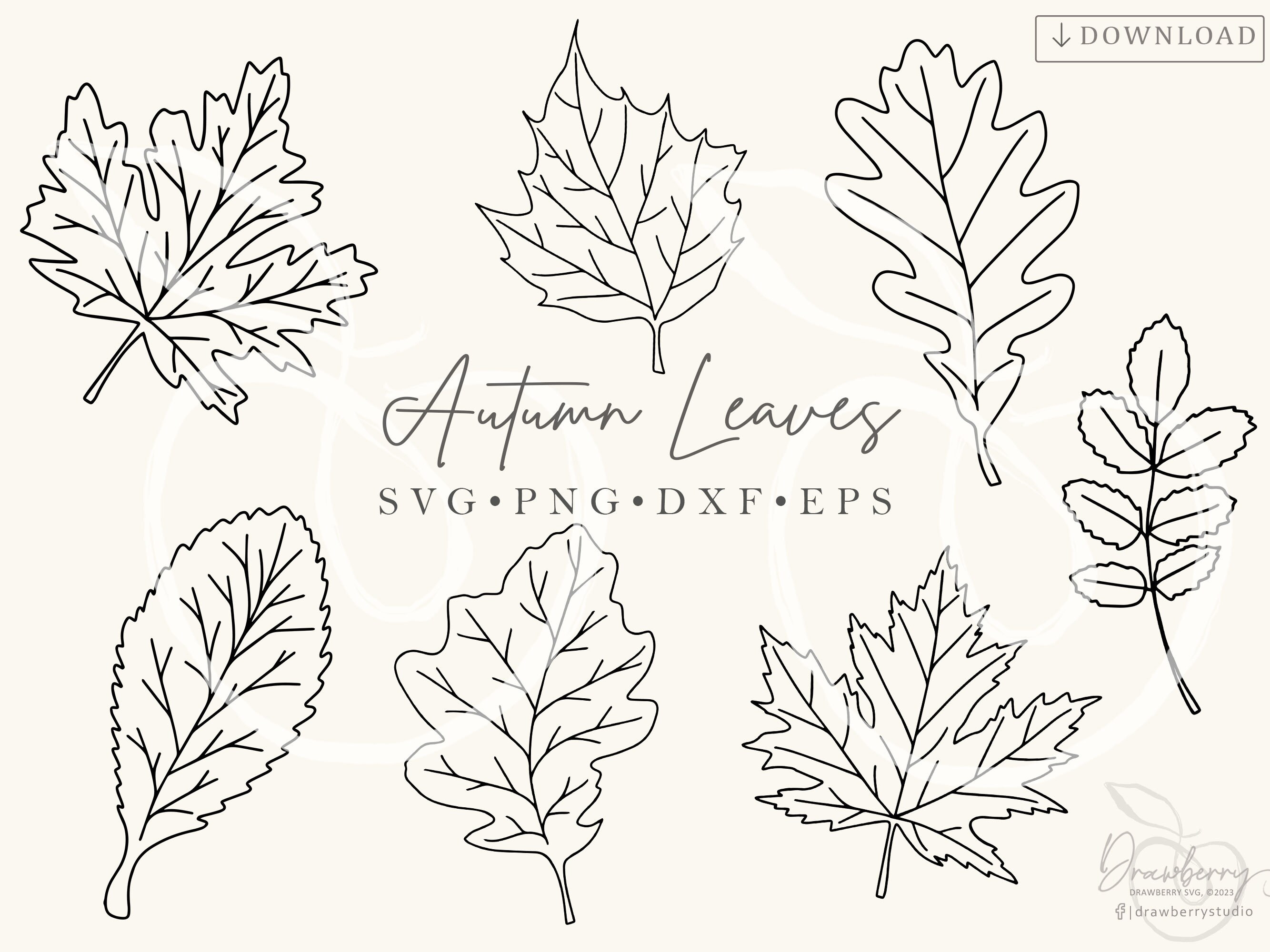 Fall Svg Bundle, Hand Drawn Leaf, Fall Leaves Svg, Png, Dxf, Eps ...