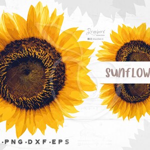 Sunflower Svg Bundle, Realistic Sunflower Png Images, Summer Shirt ...