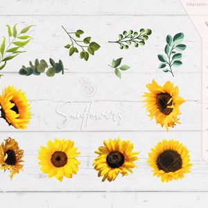 Realistic Sunflower SVG / Sunflower PNG / Sunflower Clipart / Floral ...
