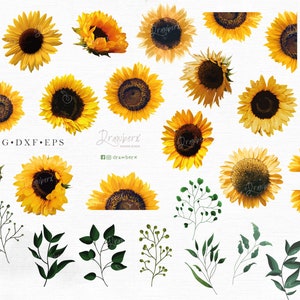 Sunflower Svg Bundle, Realistic Sunflower Png Images, Summer Shirt ...