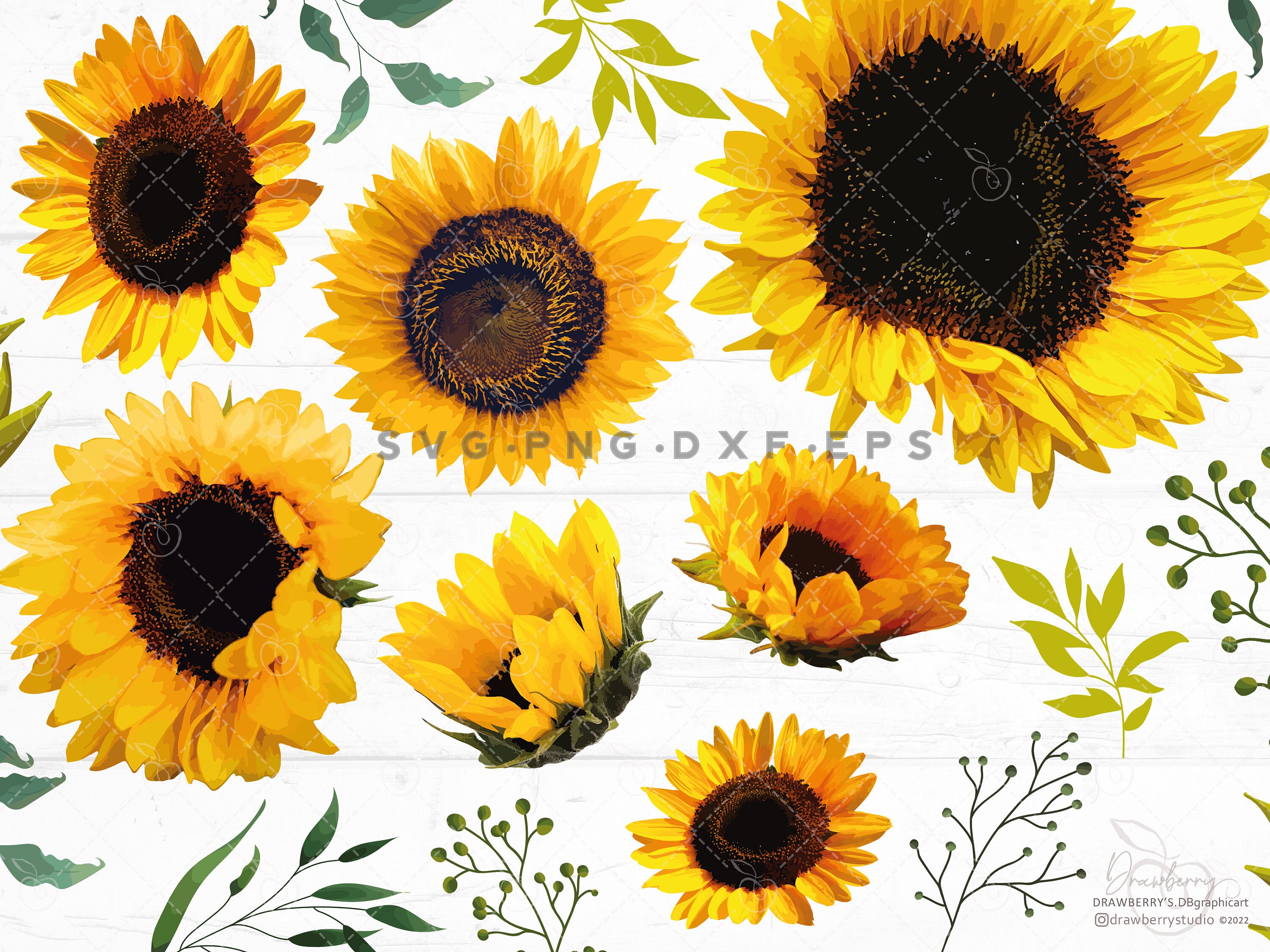 Sunflower Svg / Realistic Sunflower PNG Clipart / Floral Svg - Etsy