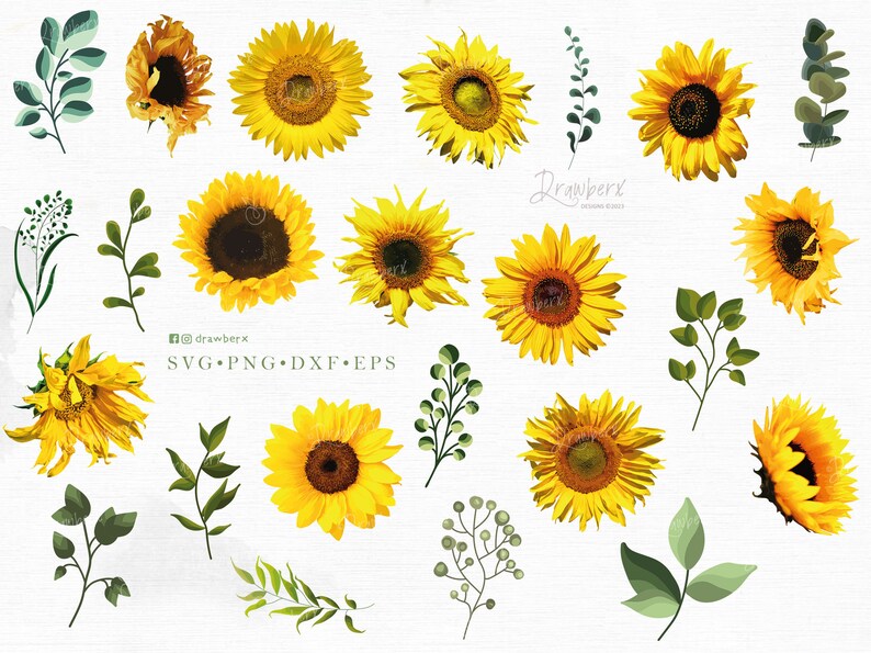 Realistic Sunflower Svg Bundle, Sunflower Images, 3d Sunflower Head ...