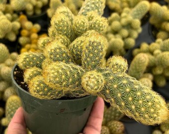 Mammillaria Elongate, the Gold Lace Cactus or Ladyfinger Cactus 4 Inch ...