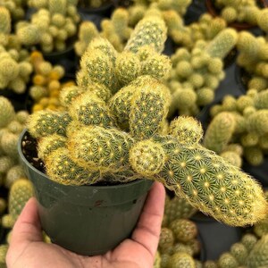 Ladyfinger Cactus -gold Lace Cacti Plant- Cactus-gold Lace -mammillaria ...