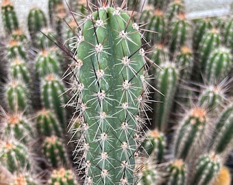 Baseball Bat Cactus, Neoraimondia Herzogiana, 4" - Etsy