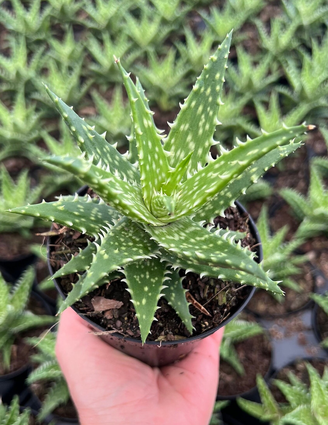 Aloe Mini Belle -minibelle-rare Succulent Live Plant- Medicinal-aloe- Drought Tolerant. 4" Pot ...