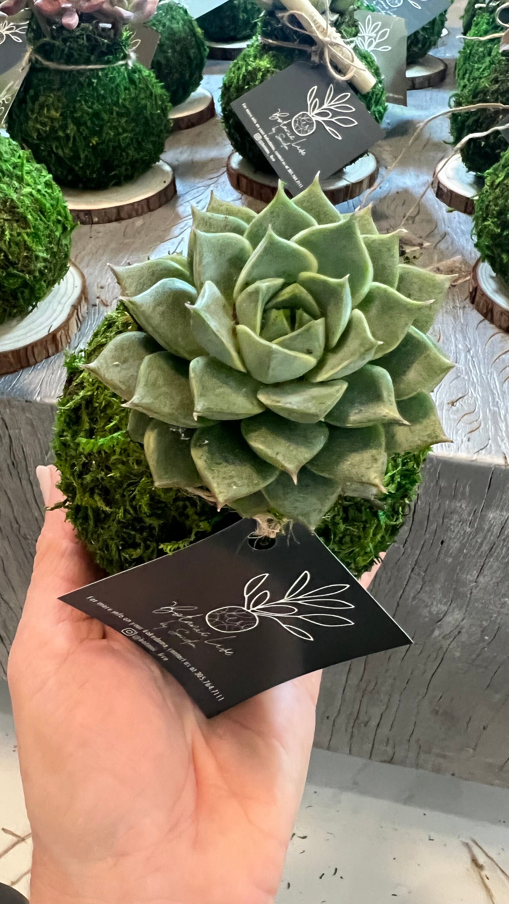 Mini Succulent Kokedama – Handcrafted Moss Ball, Party Favors - Etsy
