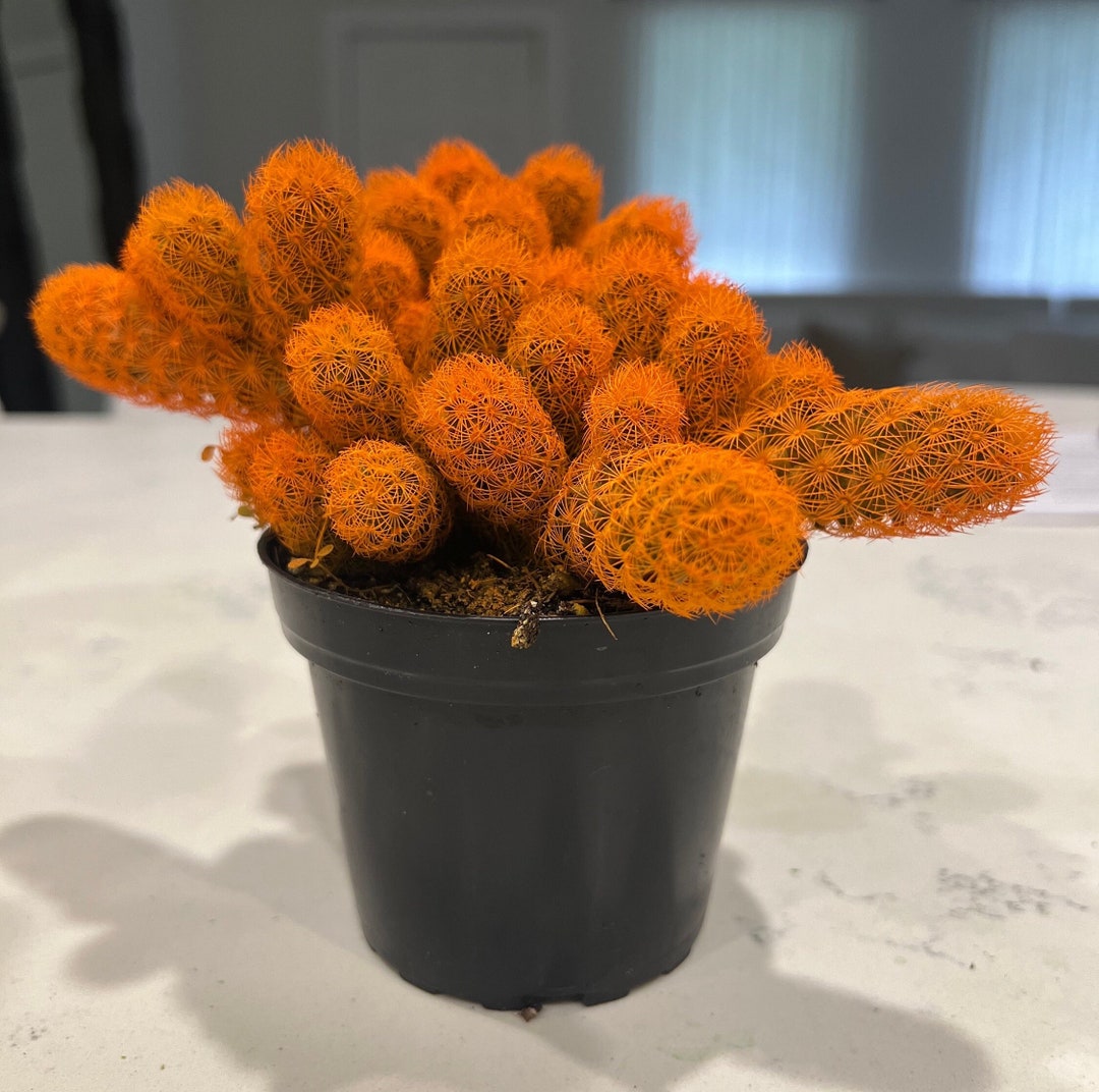 Lady Finger Cactus -gold Lace Cacti Plant- Cactus-gold Lace ...