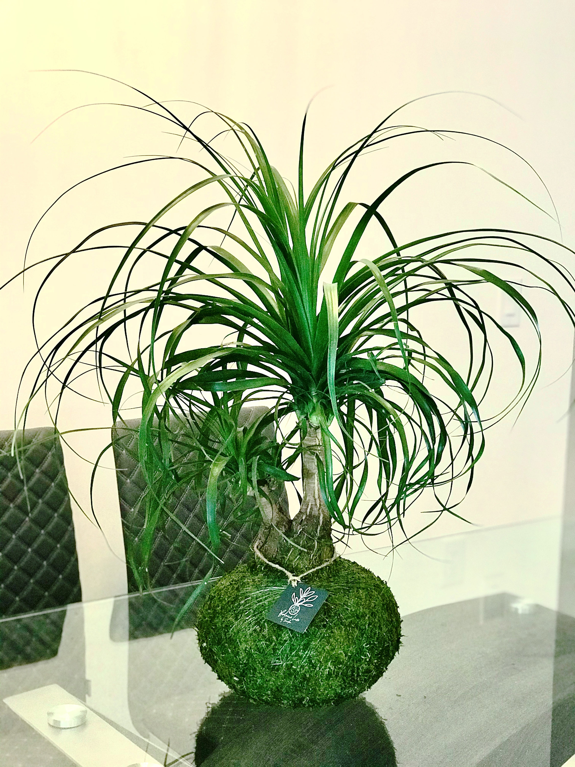 Ponytail Palm Kokedama – Elephant Foot Tree, Handmade Moss Ball - Etsy