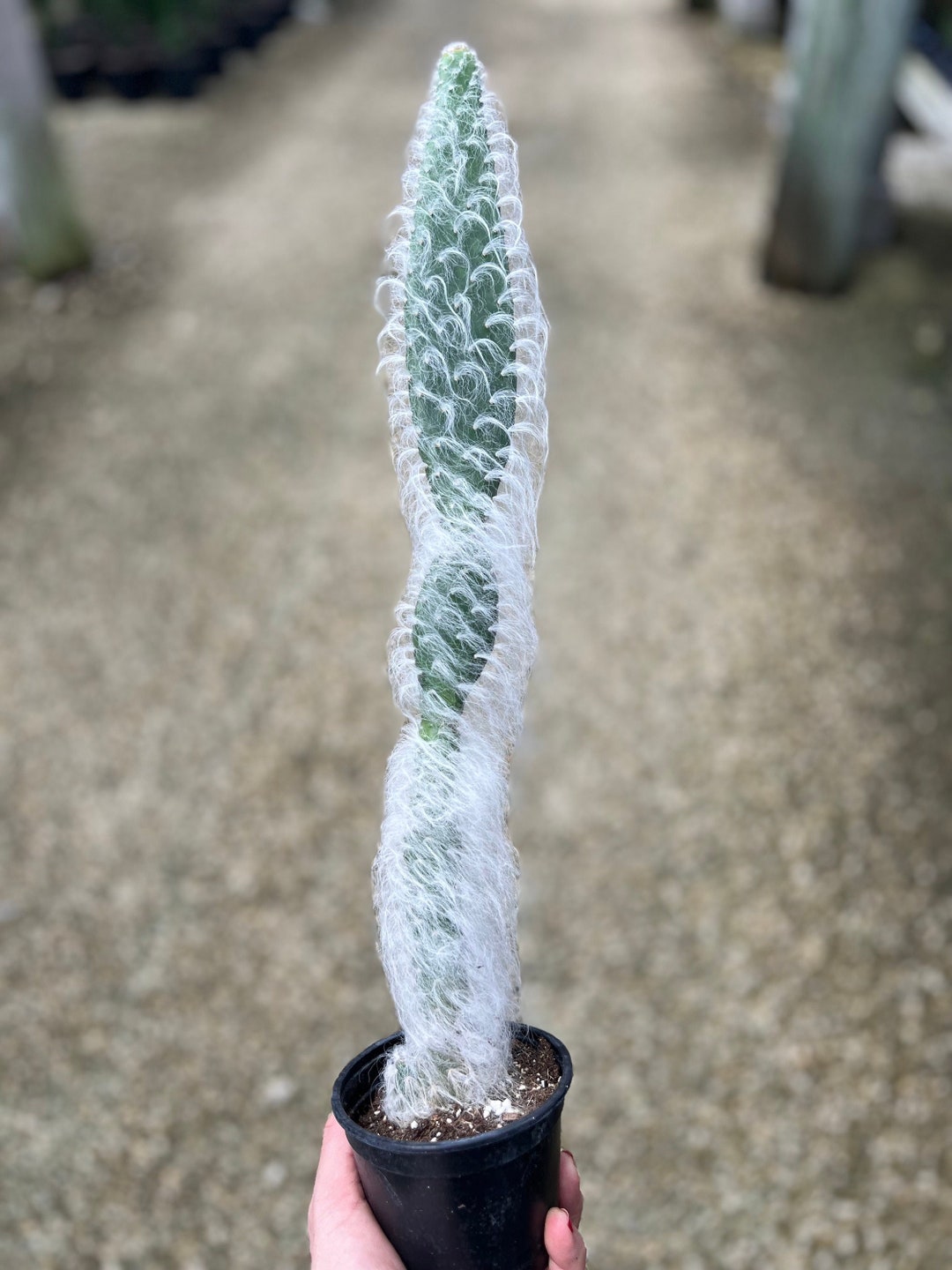 Opuntia Erinacea “snow White” Old Man Prickly- Pearprickly Pear Snow ...