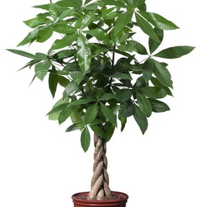 Money Tree, Pachira Aquatica, Money Tree Large Live Plant Nice Thick ...
