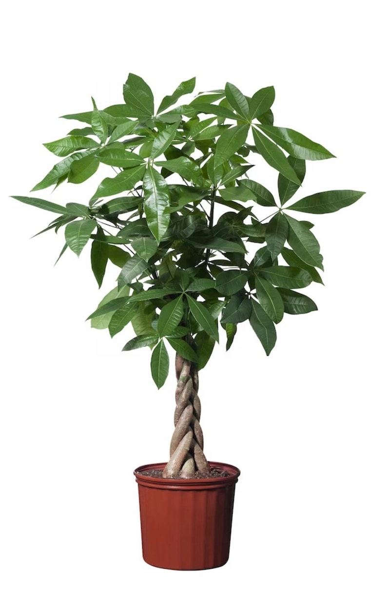 Money Tree, Pachira Aquatica, Money Tree Large Live Plant Nice Thick ...