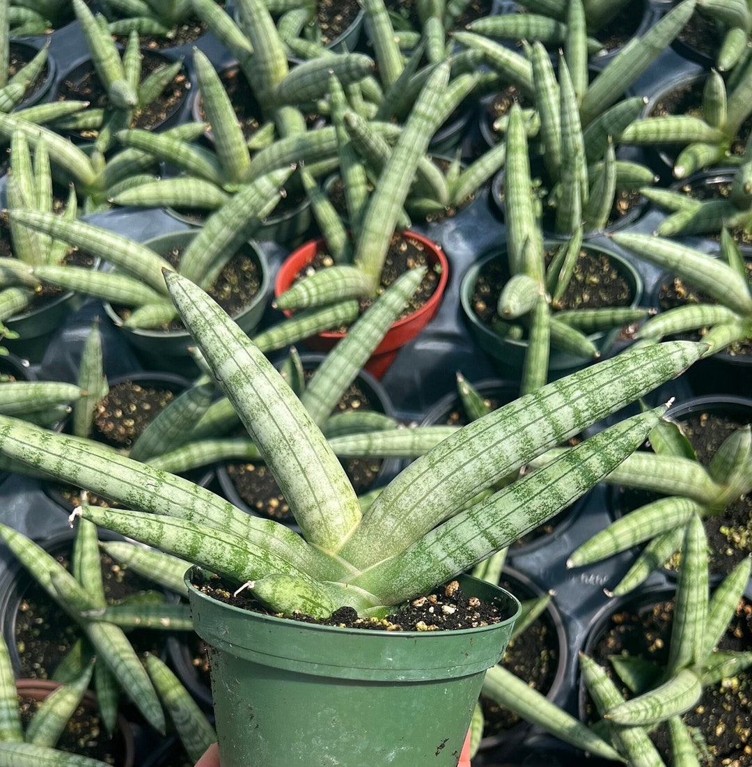 Starfish Sansevieria Cylindrica 'bonzel, Cylindrical Snake Plant, Rare ...