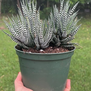 Haworthia Zebra Plant, Rooted Succulent in 6-inch Pot - Etsy