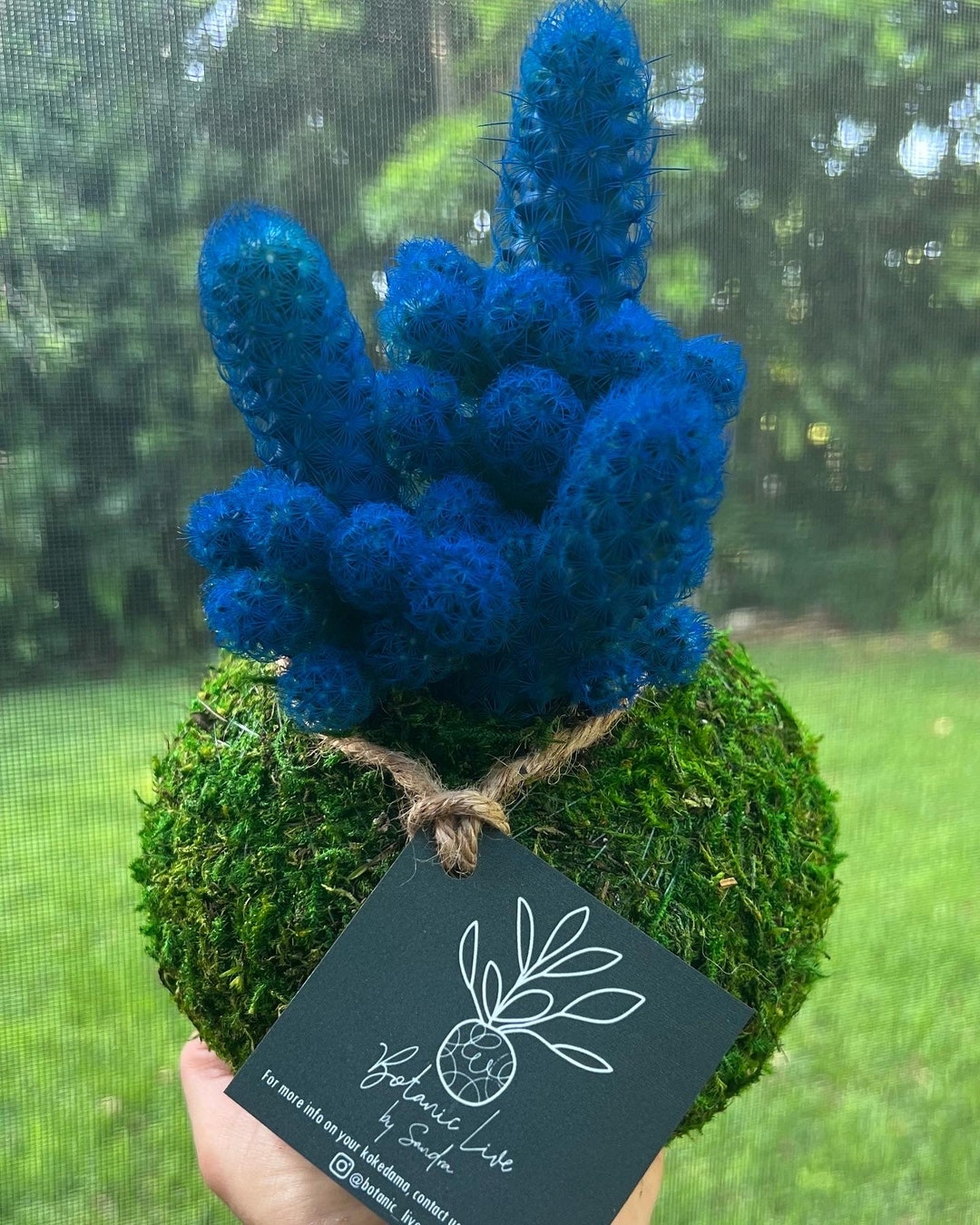 Gold Lace Lady Finger Cactus Kokedama – Live Succulent Plant (6-12 ...