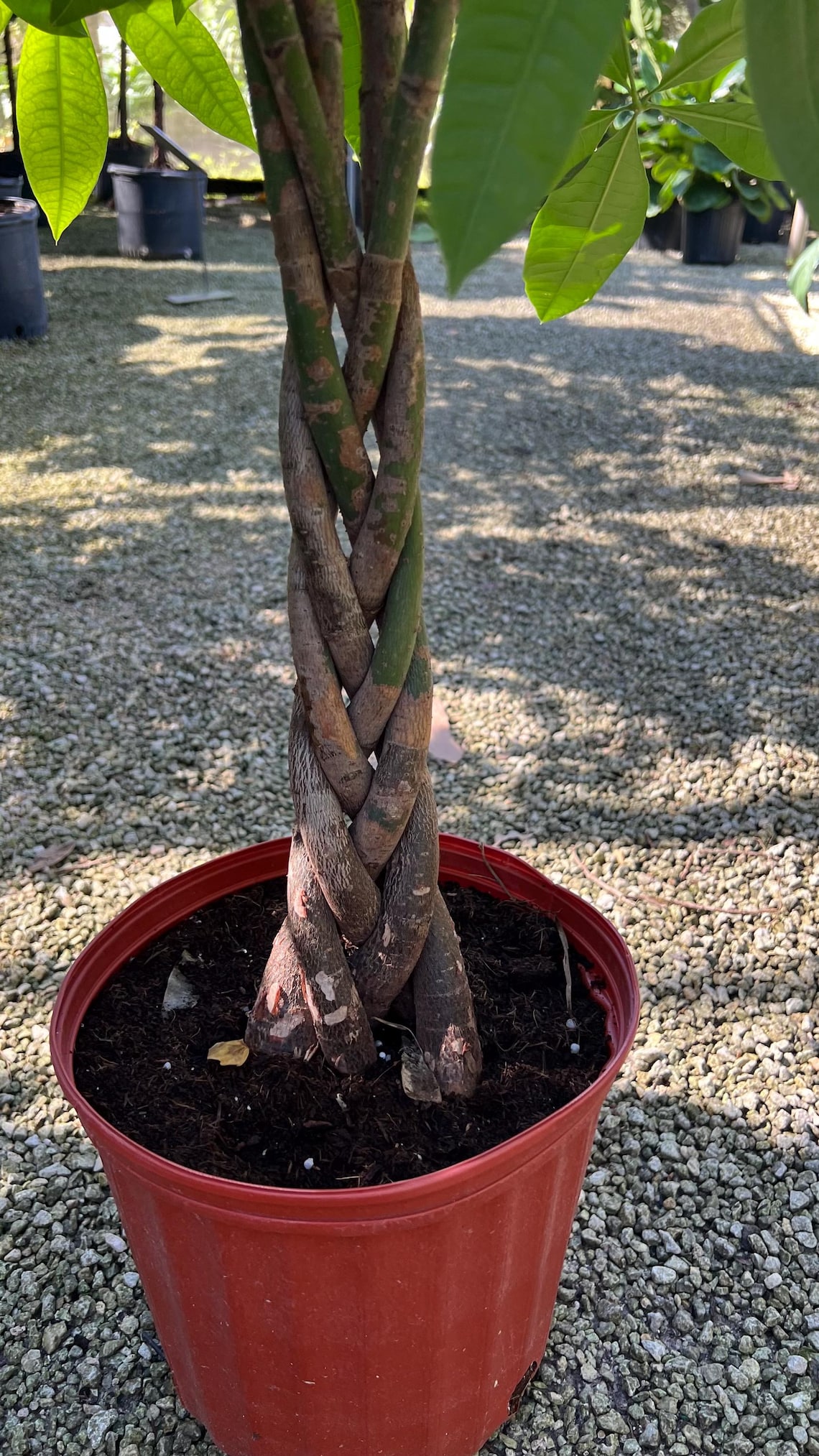 Braided Money Tree, Pachira Aquatica, Lucky Live Plant - Etsy