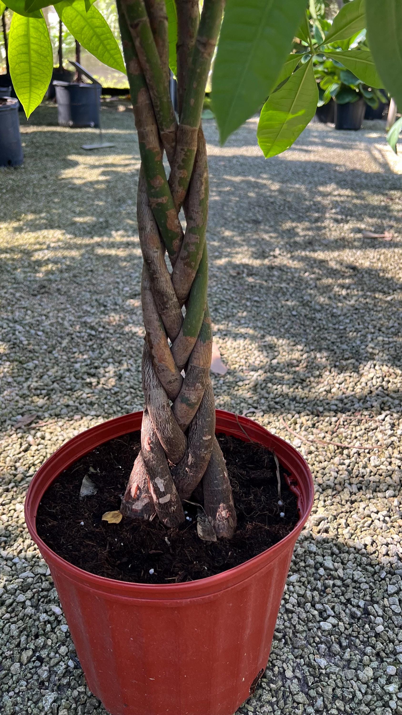 Braided Money Tree, Pachira Aquatica, Lucky Live Plant - Etsy